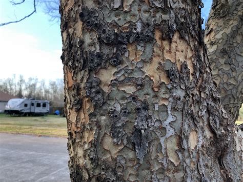Is Something Wrong With My Tree Arborists
