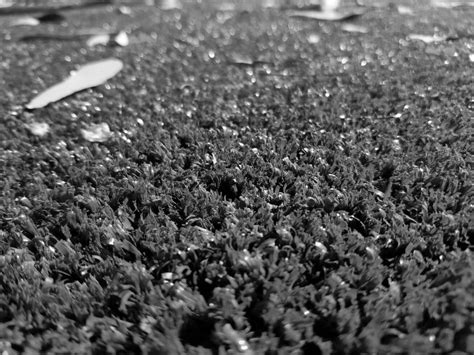 Black And White Grass Background Close View Grayscale Grass Photo