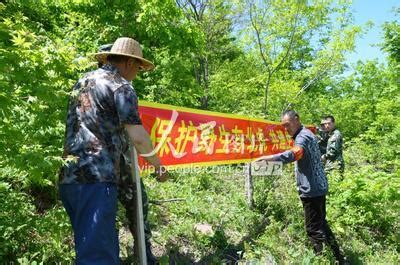 吉林生态110巡山清套保护东北虎 人民图片网