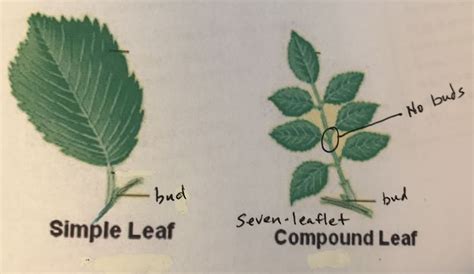 Leaf Vs Leaflet Leaflet Outdoor School Simple Leaf