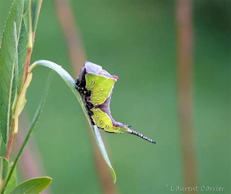 Grande Queue Fourchue Cerura Vinula Laurent Carrier Ornithologie