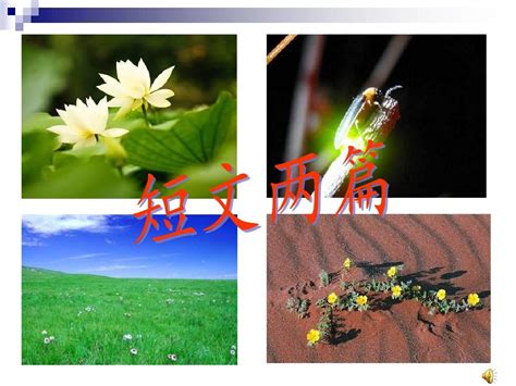 13 短文两篇《蝉》《贝壳》 课件新人教版七年级上7word文档在线阅读与下载无忧文档