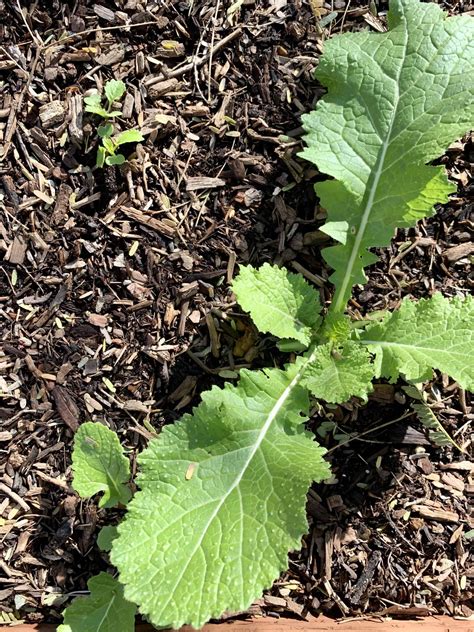 Turnip Greens Recipe Sauteed And So Easy Rural Living Today