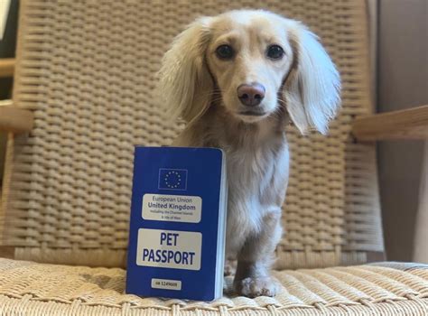 Pet Passports After Brexit New Travel Rules For 2021