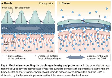 Glomerular Filtration Barrier