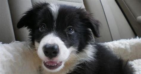 My Border Collie On The Way Home From Picking Her Up Her Name Is Lucy