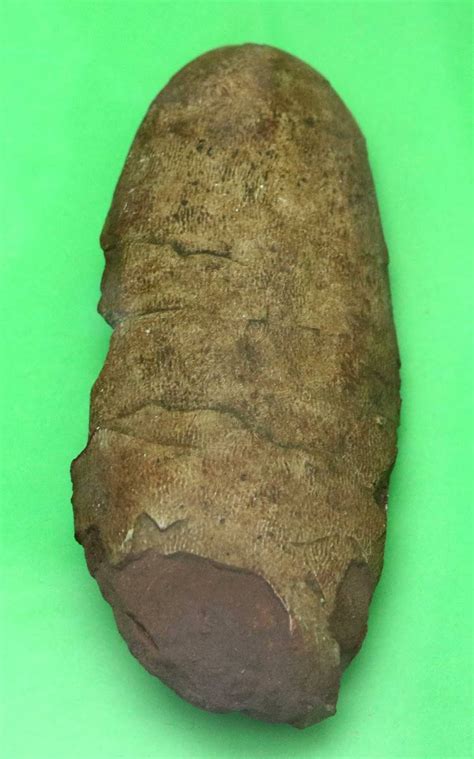 Louisville Fossils And Beyond Protoceratops Dinosaur Egg Fossil