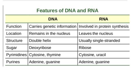 Nucleic Acids DNA And RNA MCQ Practice Questions Answers