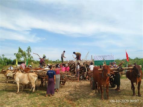ချောက်မြို့နယ် ကဖြူကျေးရွာသုံး စိုက်ခင်းမှ ထွက်ရှိသော ထင်း၊ တိုင်၊ မ