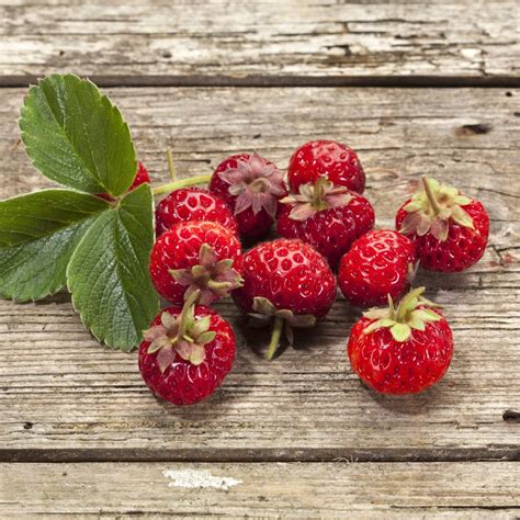 Erdbeere Mieze Schindler Fragaria X Ananassa Mieze Schindler