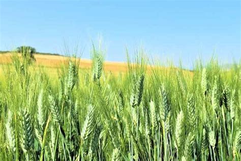 مراحل کود دهی گندم برنامه غذایی کامل شرکت گرومان