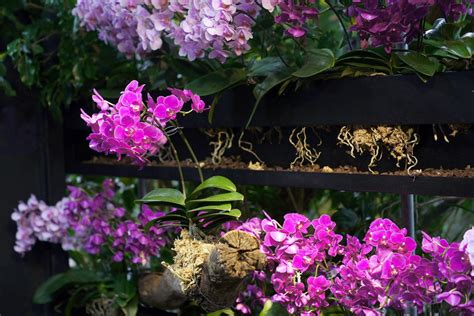 紫色の胡蝶蘭｜ギフトにおすすめな理由と喜ばれるシーンを解説 観葉植物・お花の通販 And Plants アンドプランツ