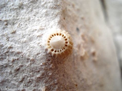 Uk Fossil Collecting