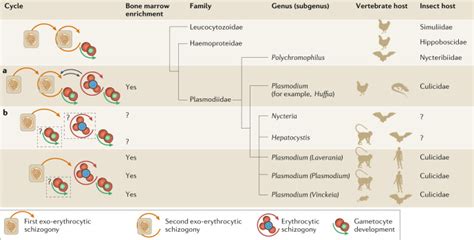 Plasmodium Asexual Growth And Sexual Development In The Haematopoietic Niche Of The Host PMC