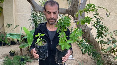 السبب الرئيسي لتوقف النبات عن النمو🪴وطريقة العلاج لتسريع النمو لنبات