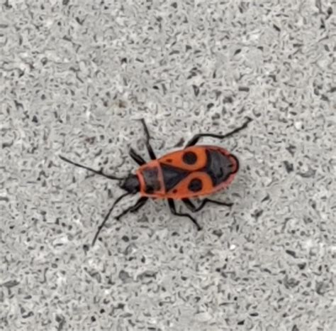Southern Germany R Whatsthisbug