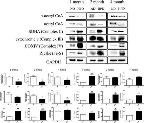 Western Blot Analysis Of Cellular Metabolism Related Proteins Protein