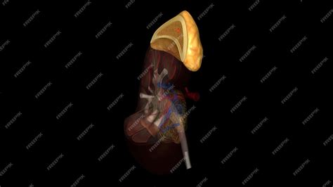 Premium Photo Suprarenal Gland Adrenal Gland