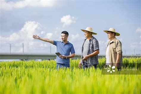 农民们和农业科学家拿着平板电脑在稻田地里沟通交流图片素材 花瓣网