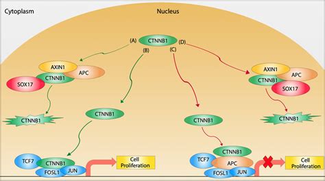 Wnt Pathway Apcctnnb1 Nuclear Model Known And Proposed Known Nuclear
