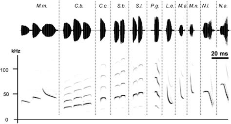Time Signals And Spectrograms Of Search Phase Echolocation Calls Of The