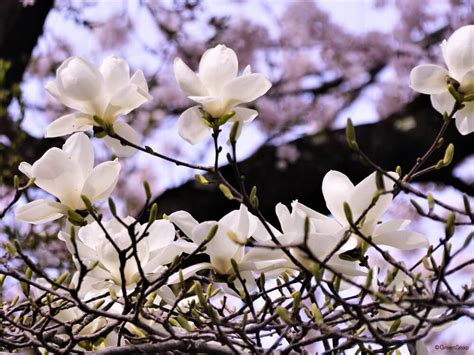 木蓮マグノリアの花言葉｜花の香りや見頃の季節、開花時期は？ Horti 〜ホルティ〜 By Greensnap