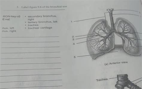 Solved Begin Tabular Ll Ron Key Ol And Secondary Bronchus