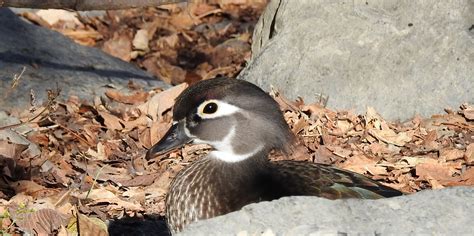 My Favorite Duck Place In Pa Near Bethlehem Wood Ducks Mallards