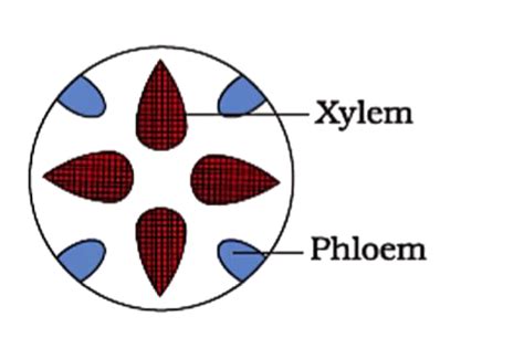Vascular Bundle Diagram