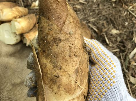 【春限定】歯ごたえサクッ！京都長岡京産・白子タケノコ【京筍2kg】：京都府産のたけのこ｜食べチョク｜産地直送産直お取り寄せ通販 農家
