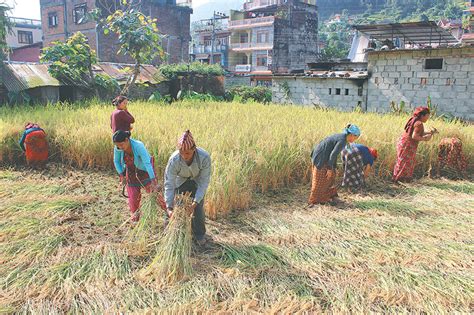 paddy output likely to increase by 8pc