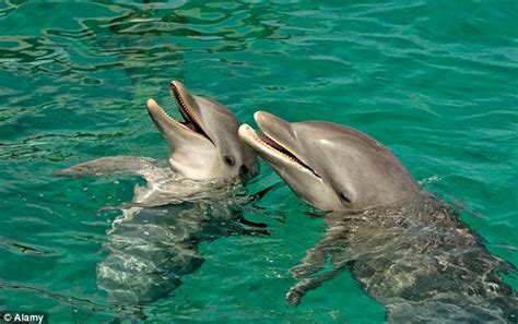 Scientists Reveal That Dolphins Are NOT More Intelligent And Are Likely