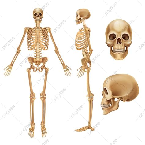 Human Skeleton Realistic Front View Image And Joints PNG And Vector
