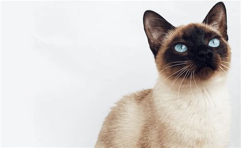 How Long Do Siamese Cats Live Catwiki