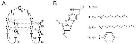 Schematic Representation Of TBA And Modified Nucleoside Residues
