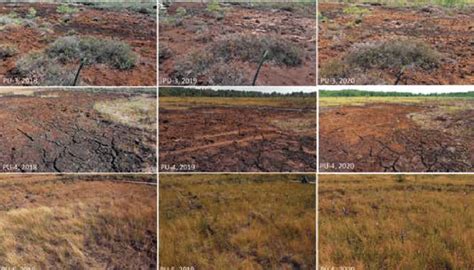 Vegetation Dynamics In The Permanent Monitoring Plots 10 × 10 M On