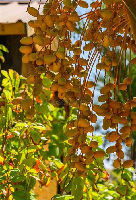 Cluster Of Dates From A Palm Tree Stock Image Image Of Groceries Bunch 335934107