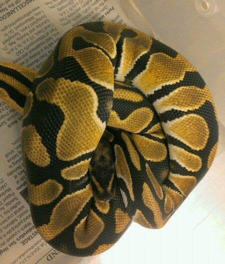 Orange Dream Ball Python On Open Book