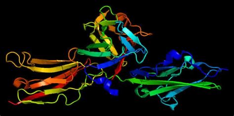 Fgf10 Alchetron The Free Social Encyclopedia
