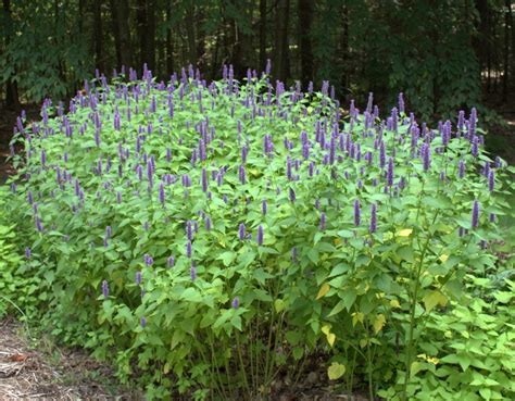 Anise Hyssop For Licorice Tasting Herbal Tea Use That Herb