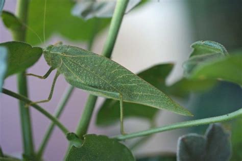 Katydid Leaf Bug Photos Thriftyfun