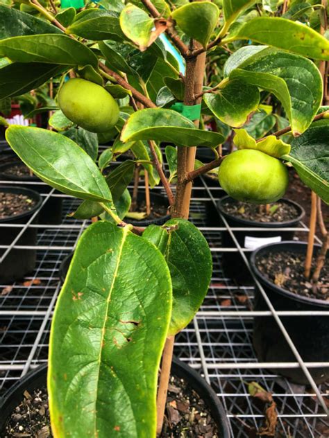 Persimmon Fuyu Rockbank Nursery