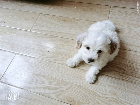 小野狗领养狗狗
