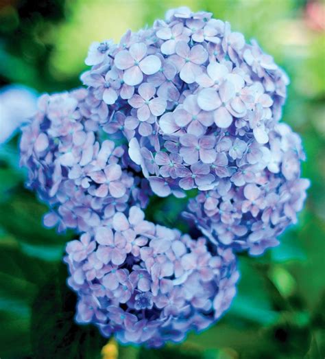 Merawat Bunga Hortensia Cukup Disiram Dan Letakkan Di Tempat Teduh