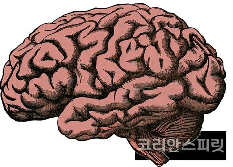 가난이 아이의 뇌 구조에 미치는 영향