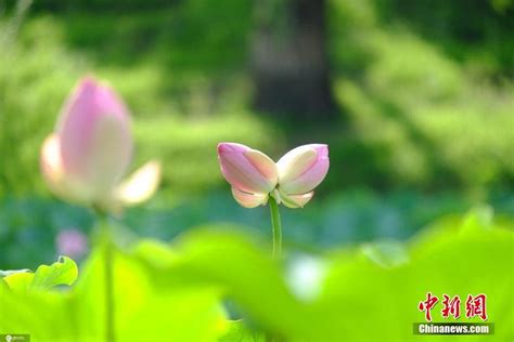 好运莲莲并蒂莲现身北京圆明园 搜狐大视野 搜狐新闻