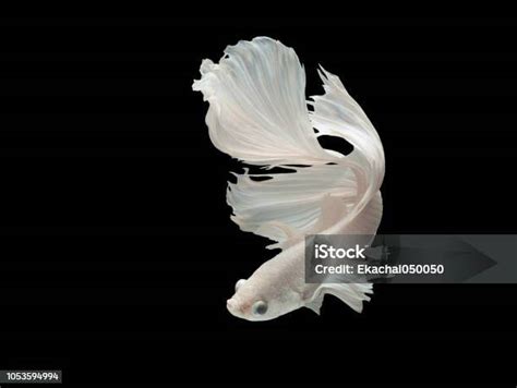 Betta 샴 싸우는 물고기 Betta Splendens 대중적인 수족관 물고기 흰색 광택 반달 긴 꼬리 Betta 싸움 모션