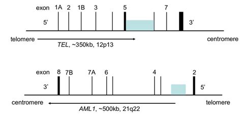 The Genomic Dna Structure For The Tel Aml1 Etv6 Runx1 Locus