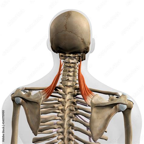 Photography Poster Levator Scapulae Muscles In Isolation Rear View Of