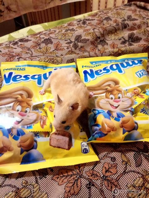 Отзыв о Хомяк породы Сирийский хомячок Нужен ли вам такой питомец Мой опыт содержания